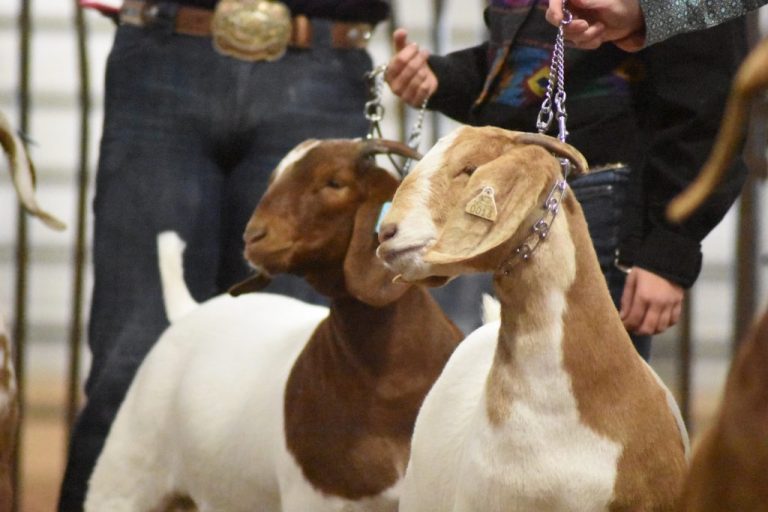 2022 Market Goat Series – Phase 5 Promotion's Goat Shows